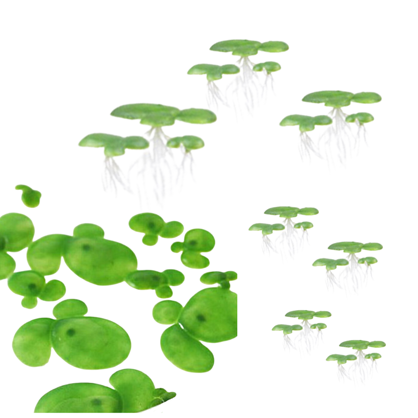Artificial Floating Duckweed (18 Pack) – InvertAquatics